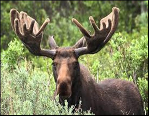 Florida Moose Association District #21
